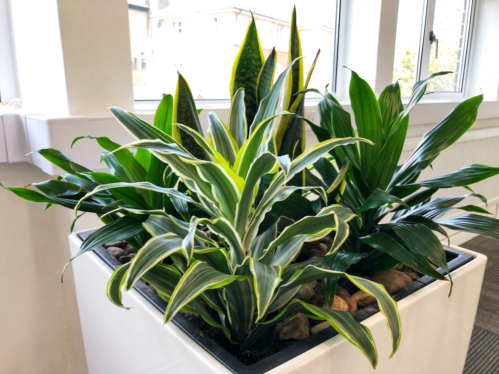 Large Office Plants For Your Workplace Environment | Simply Plants